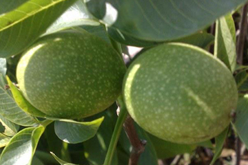 PRODUCTION - TYPES OF WALNUT SEEDLINGS | On Fidancılık
